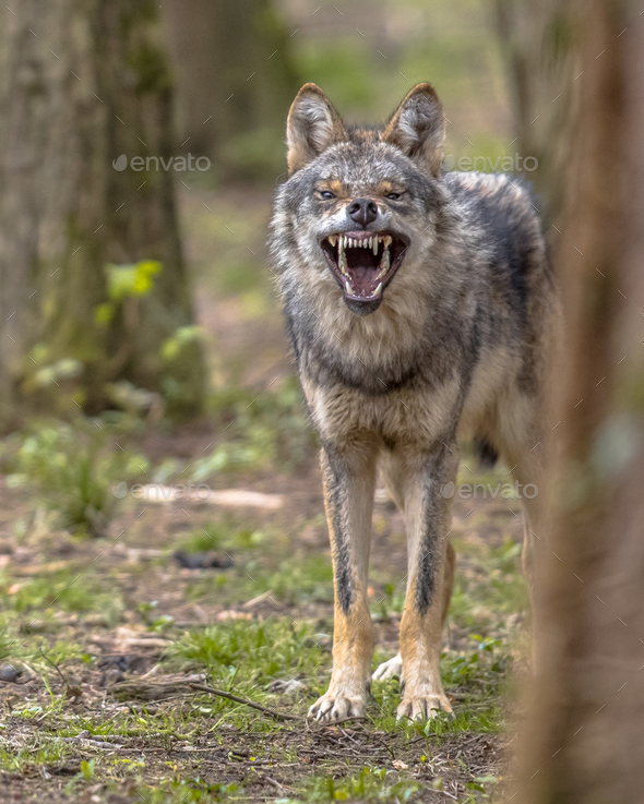Gray Wolf Growling